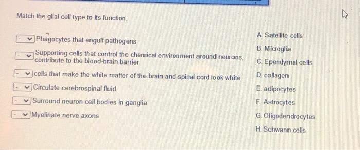 Solved Match the glial cell type to its function A Satellite | Chegg.com