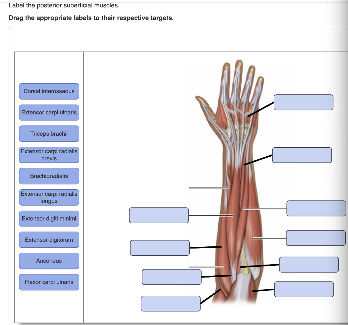 Solved Label the posterior superficial muscles. Drag the | Chegg.com