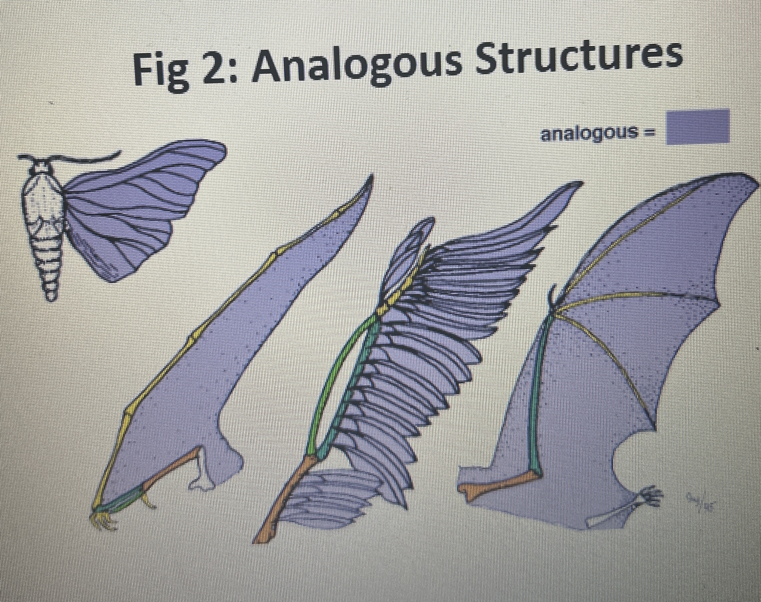 Solved : Analogous Structures ﻿what function do theses | Chegg.com