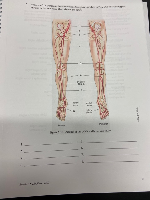 Solved Arteries of the pelvis and lower extremity. Complete | Chegg.com