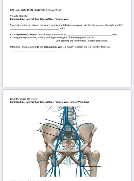 Solved PART 11: Veins of the Pelvis (Open 30.55, 30.56) | Chegg.com