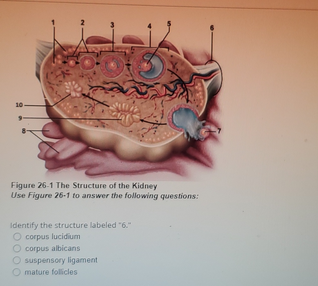 Solved Figure 26-1 ﻿The Structure of the Kidney Use Figure | Chegg.com
