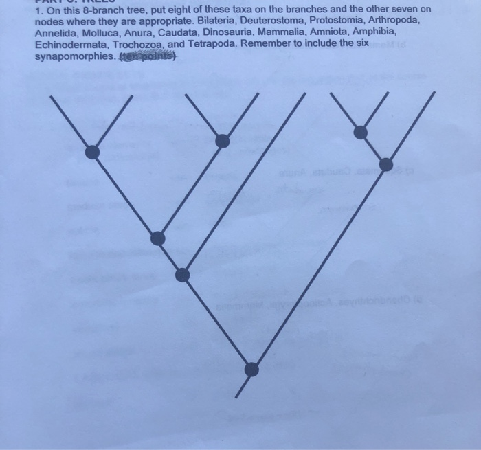 Solved 1. On this 8-branch tree, put eight of these taxa on | Chegg.com