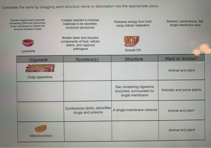 Solved Complete the table by dragging each structure name or | Chegg.com