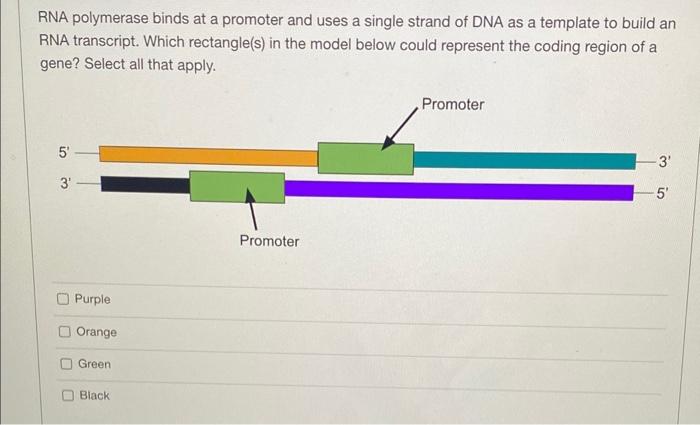 Solved RNA polymerase binds at a promoter and uses a single | Chegg.com