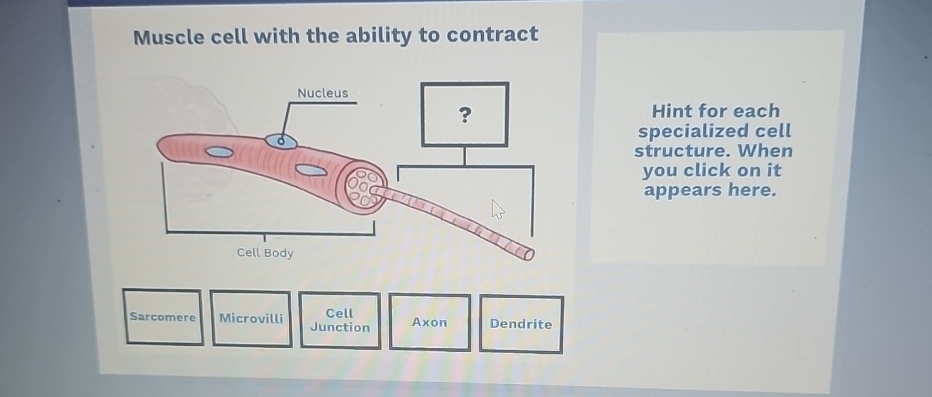 Solved Muscle cell with the ability to contractHint for each | Chegg.com