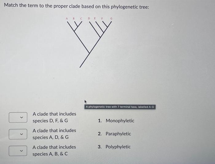 Solved How Many Monophyletic Groups Are In This Phylogenetic