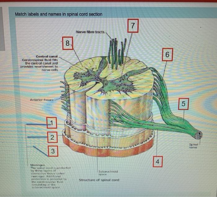Solved Match labels and names in spinal cord section 7 Nerve | Chegg.com