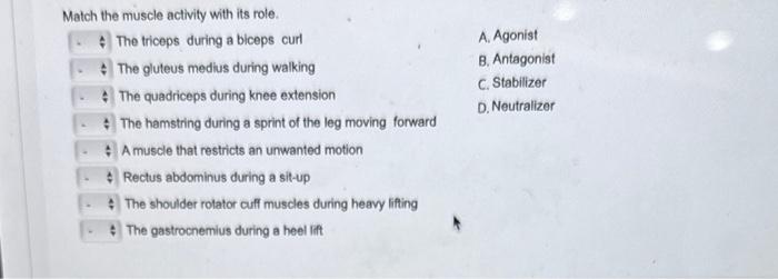 Solved Match the muscle activity with its role. The triceps | Chegg.com