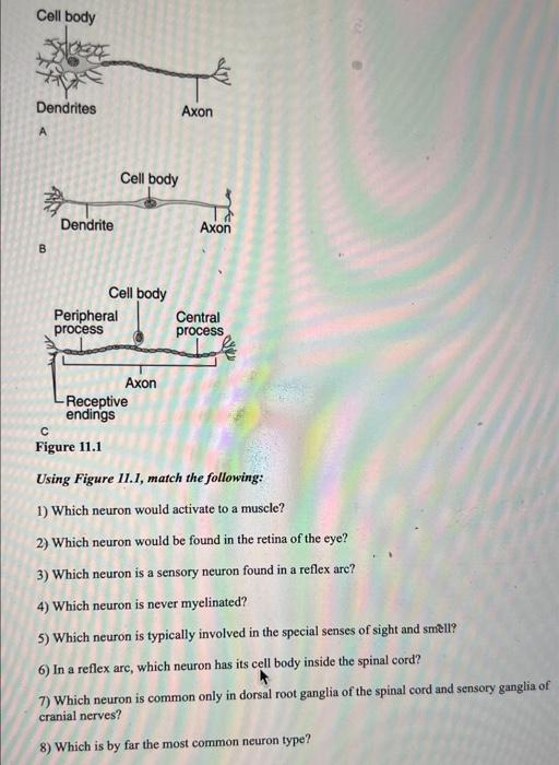 Solved Using Figure 11.1, match the following: 1) Which | Chegg.com