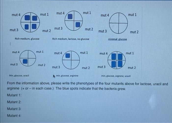 Solved mut 4 mut 1 mut 4 mut 1 mut 4 mut 1 mut 3 mut 3 mut 2 | Chegg.com