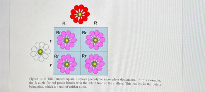 Solved 2. Using the alleles in Figure 14.7, cross a pink | Chegg.com