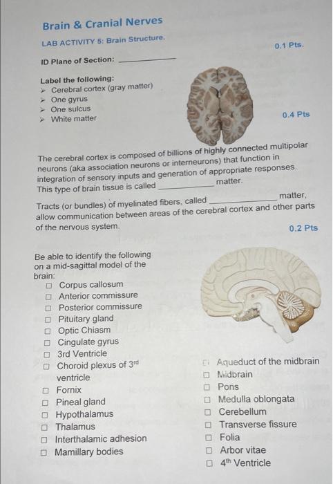 Solved Brain & Cranial Nerves LAB ACTIVITY 5: Brain | Chegg.com