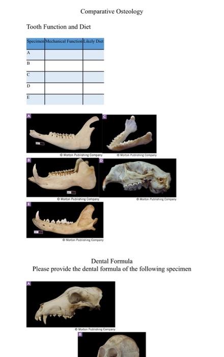 Comparative Osteology Tooth Function and Diet Dental | Chegg.com