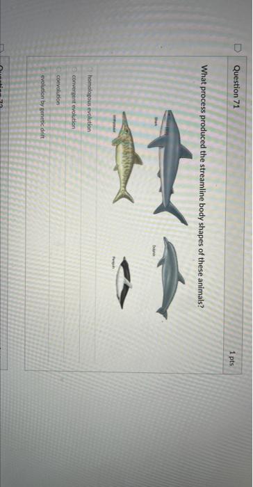 Solved What process produced the streamline body shapes of | Chegg.com