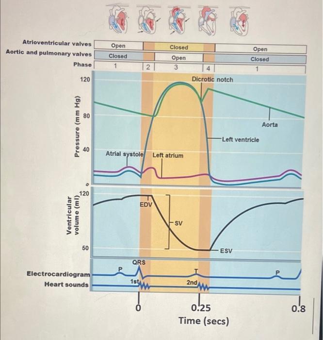 Solved Using the graph below, calculate the following (show | Chegg.com