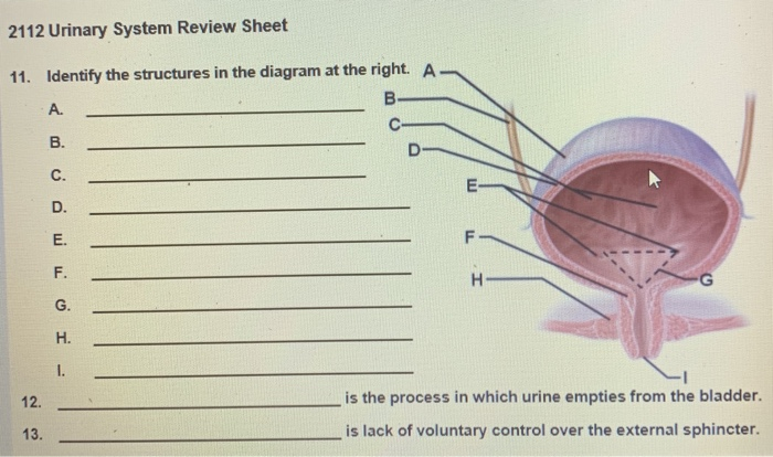 Solved 2112 Urinary System Review Sheet Identify the | Chegg.com