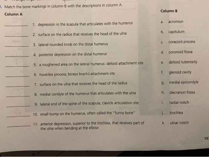 Solved 2. Match the bone markings in column B with the | Chegg.com