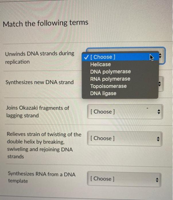 Solved Match the following terms Unwinds DNA strands during | Chegg.com