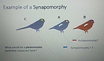 Solved Example of a SynapomorphyWhat would be a plesiomorphy | Chegg.com