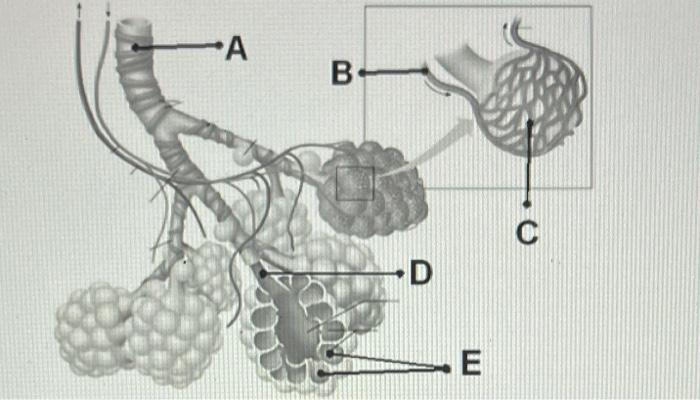Solved Whats the correct letters for alveoli, bronchiole, | Chegg.com
