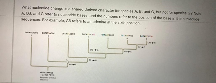 Solved What nucleotide change is a shared derived character | Chegg.com