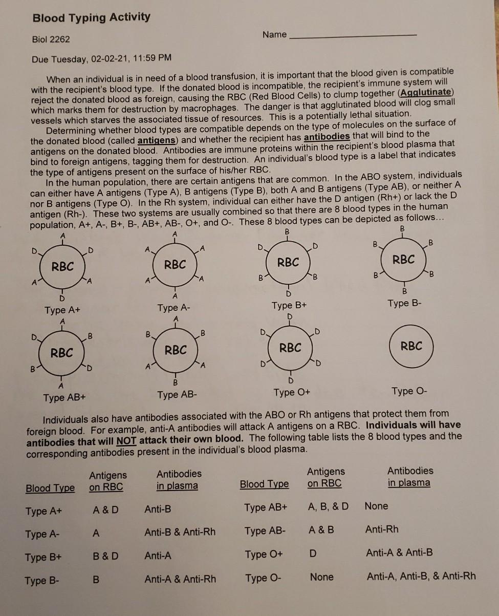 Blood Typing Activity Name Biol 2262 Due Tuesday, | Chegg.com