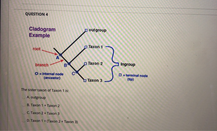 Solved QUESTION 4 Cladogram Example outgroup 28 branch B | Chegg.com