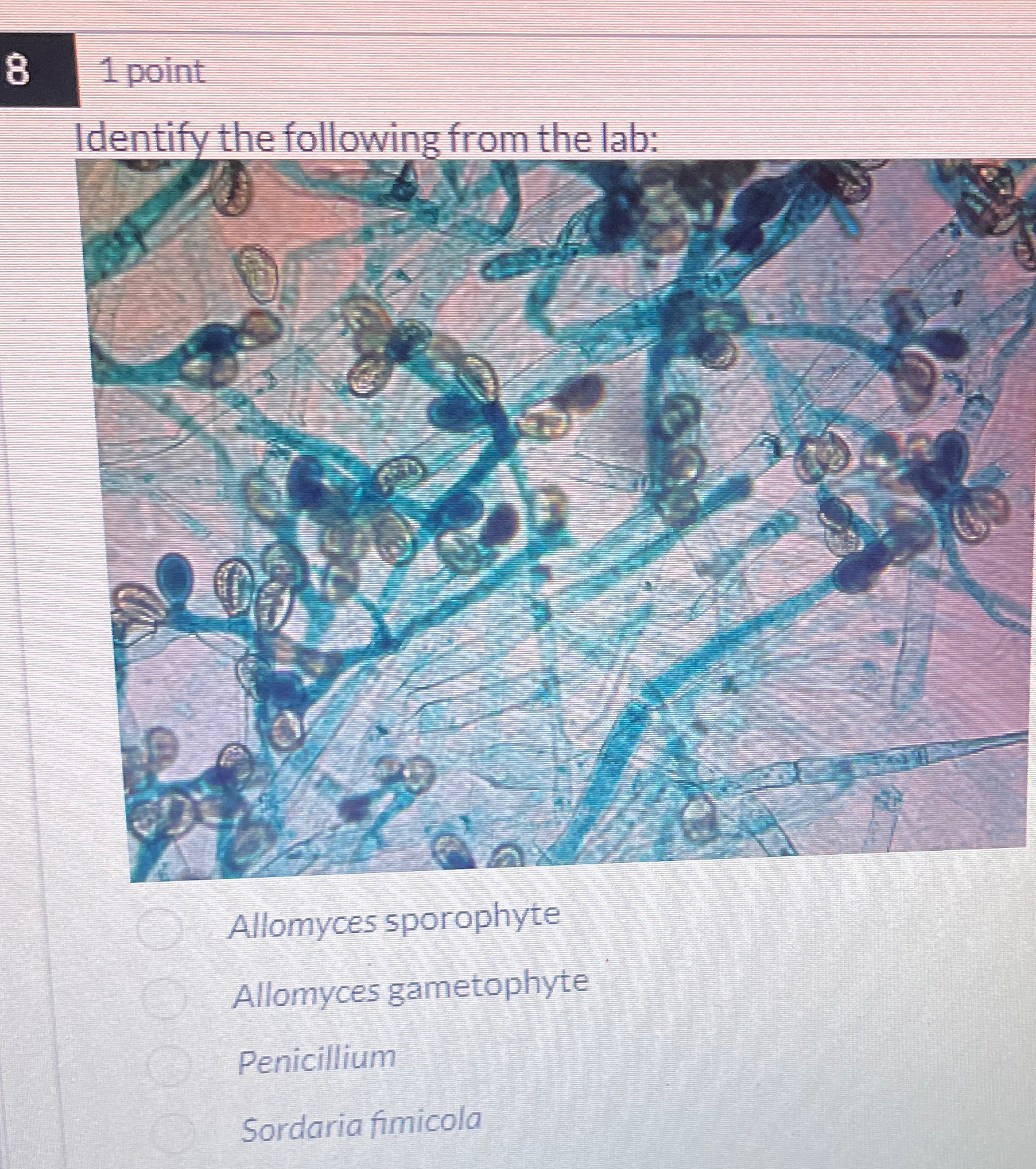 Solved 81 ﻿pointIdentify the following from the | Chegg.com