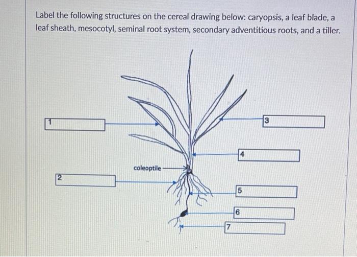 Solved Label the following structures on the cereal drawing | Chegg.com
