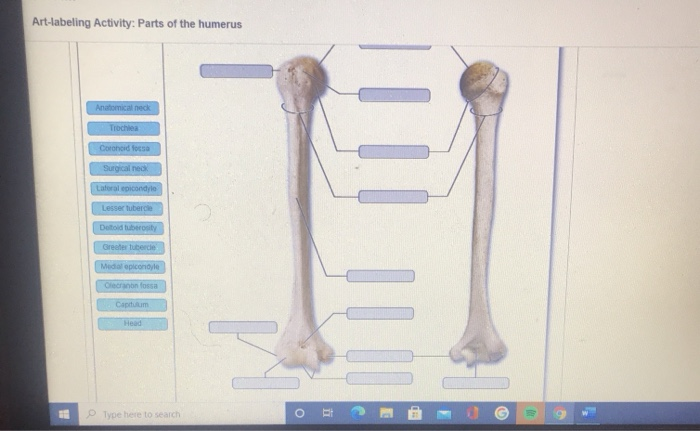 Solved Art-labeling Activity: Parts of the humerus | Chegg.com