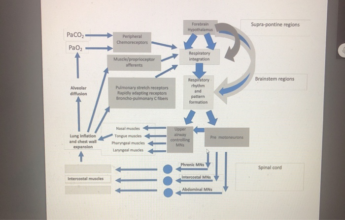 Place the names of each of the structures listed | Chegg.com