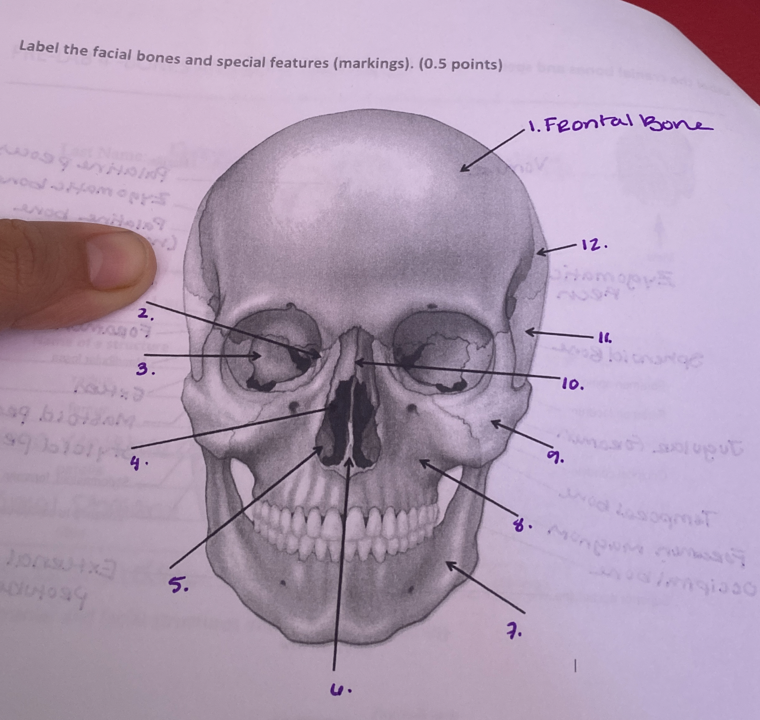 Solved Label the facial bones and special features | Chegg.com