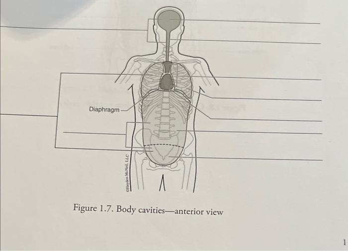 [Solved]: rigure 1.% body cavities-anterior view