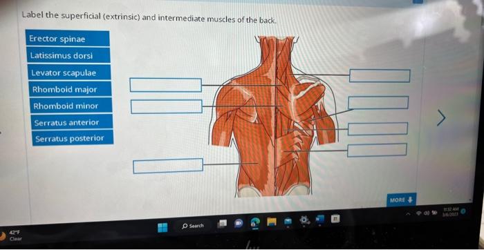 Solved Label the superficial (extrinsic) and intermediate | Chegg.com