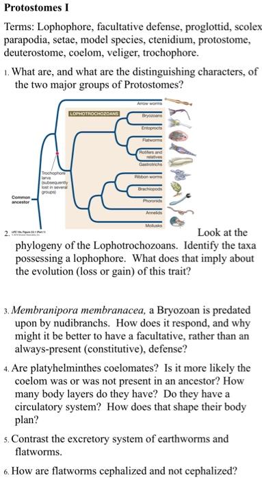 Solved Protostomes I Terms: Lophophore, facultative defense, | Chegg.com