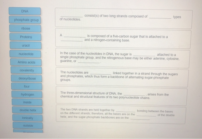 Solved DNA consist(s) of two long strands composed of types | Chegg.com