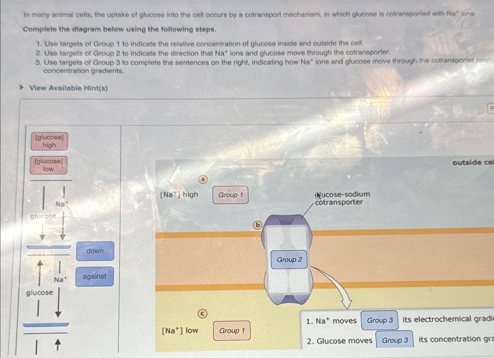 Solved In many animal cells, the uptake of glucose into the | Chegg.com