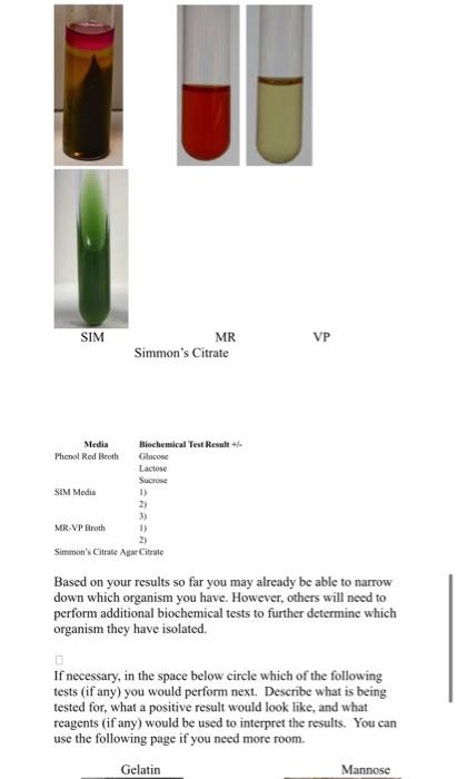 Solved Laboratory Exercise 13: Bacterial Isolation and | Chegg.com