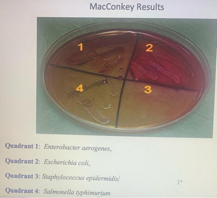 MacConkey Agar 4-4 OBSERVATIONS AND INTERPRETATIONS 1 | Chegg.com