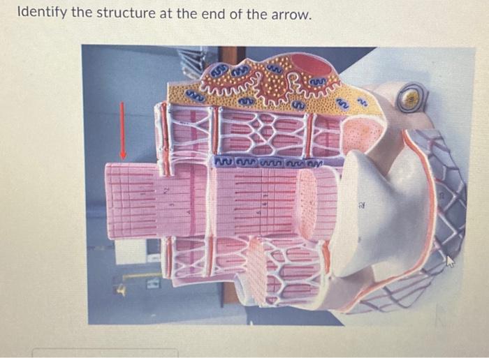 Solved Identify the structure at the end of the arrow. | Chegg.com