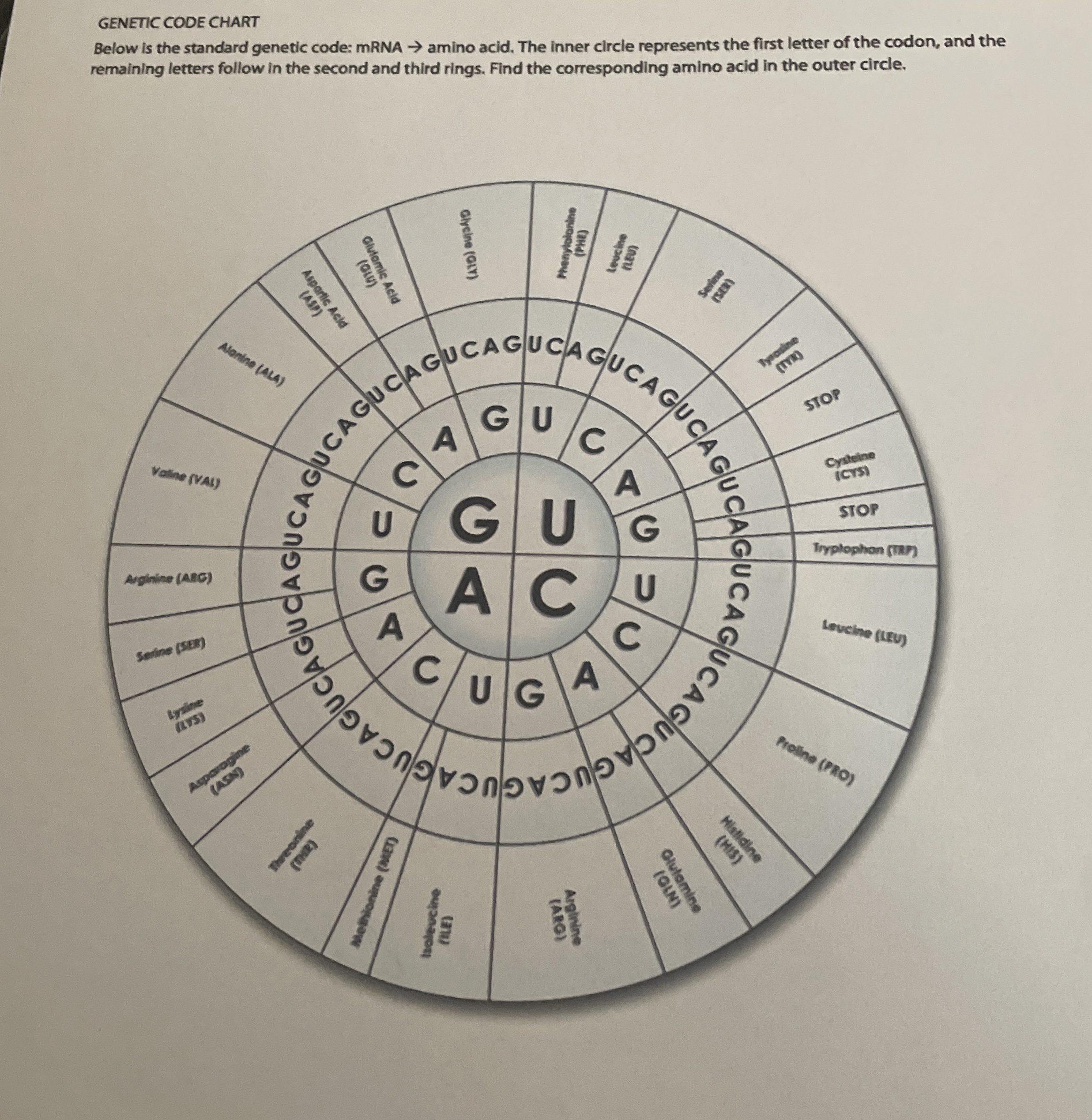 Solved GENETIC CODE CHARTBelow is the standard genetic code: | Chegg.com Solved GENETIC CODE CHARTBelow is the standard genetic code: | Chegg.com