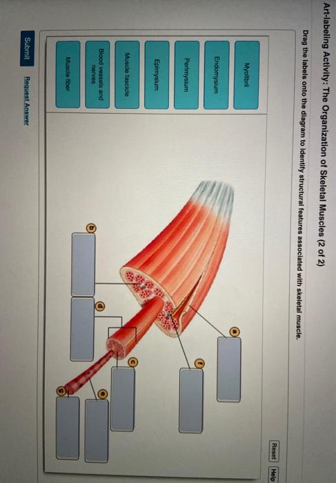 Solved Art-labeling Activity: The Organization of Skeletal | Chegg.com