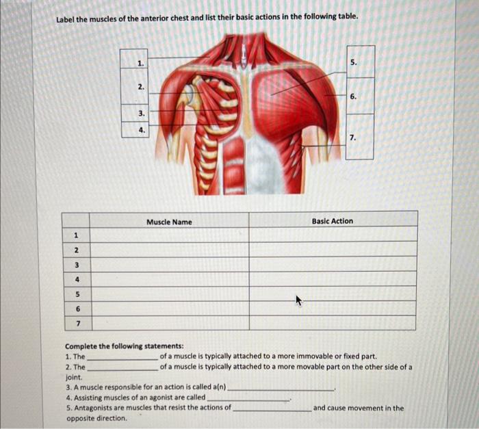 Solved Label the muscles of the anterior chest and list | Chegg.com