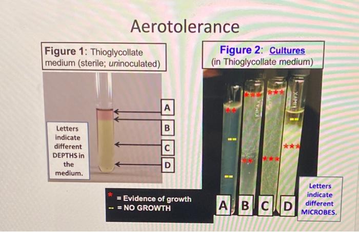 Solved Aerotolerance Figure 1: Thioglycollate medium | Chegg.com