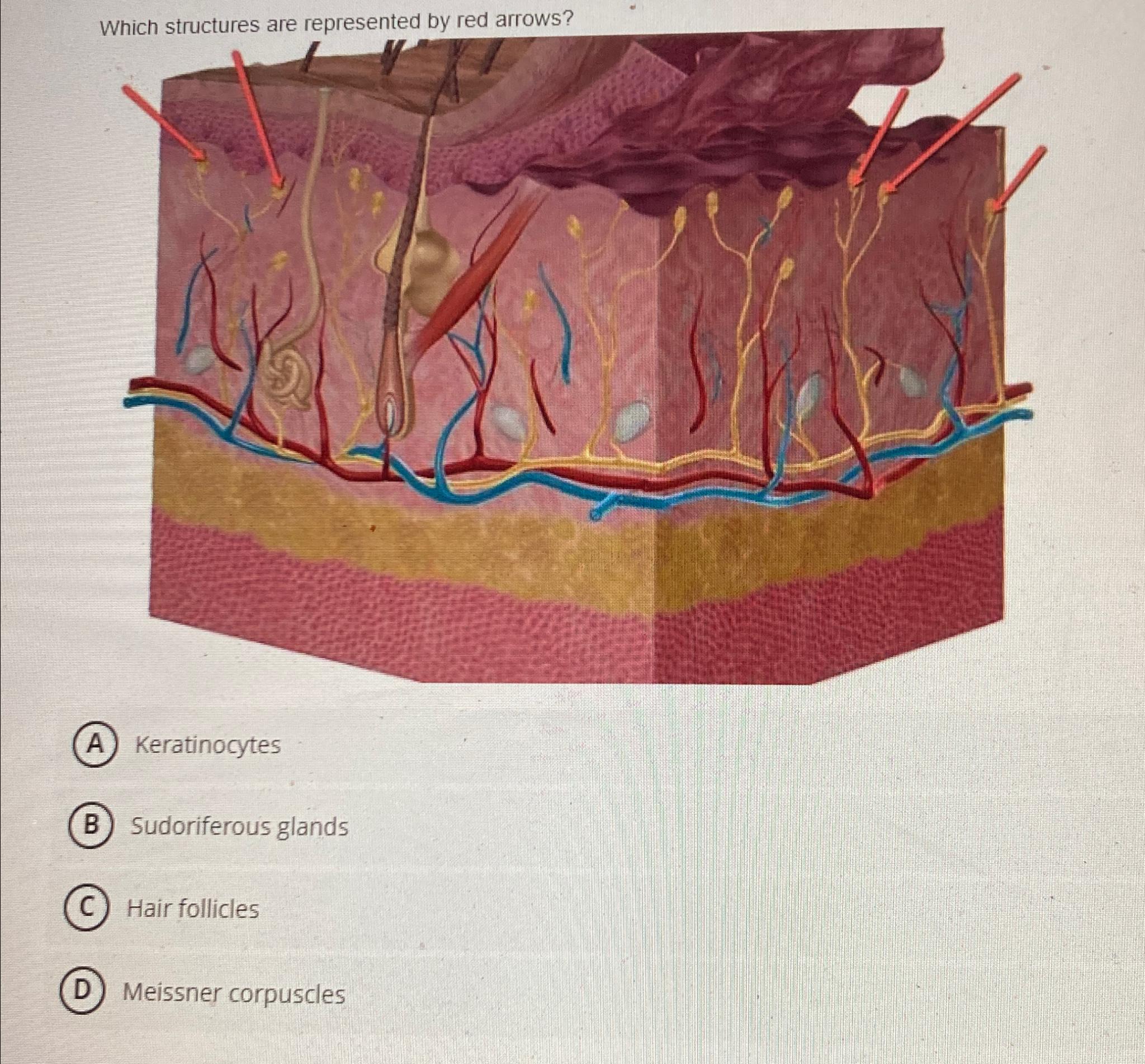 Solved Which structures are represented by red | Chegg.com