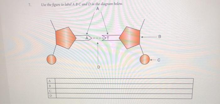 Solved 7. Use the figure to label A B C and D in the | Chegg.com