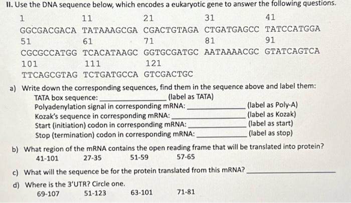 Solved II. Use the DNA sequence below, which encodes a | Chegg.com