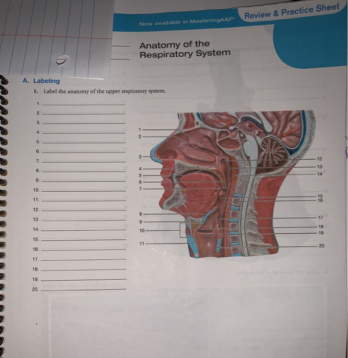 Solved Review & Practice Sheet Now available in | Chegg.com