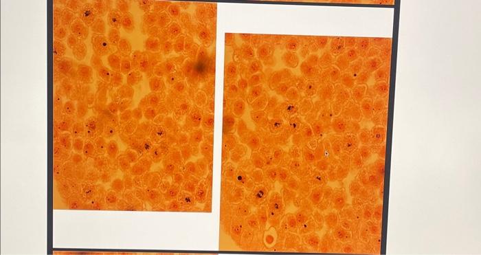 Cell Crcle "Divide the number of cells identified in | Chegg.com